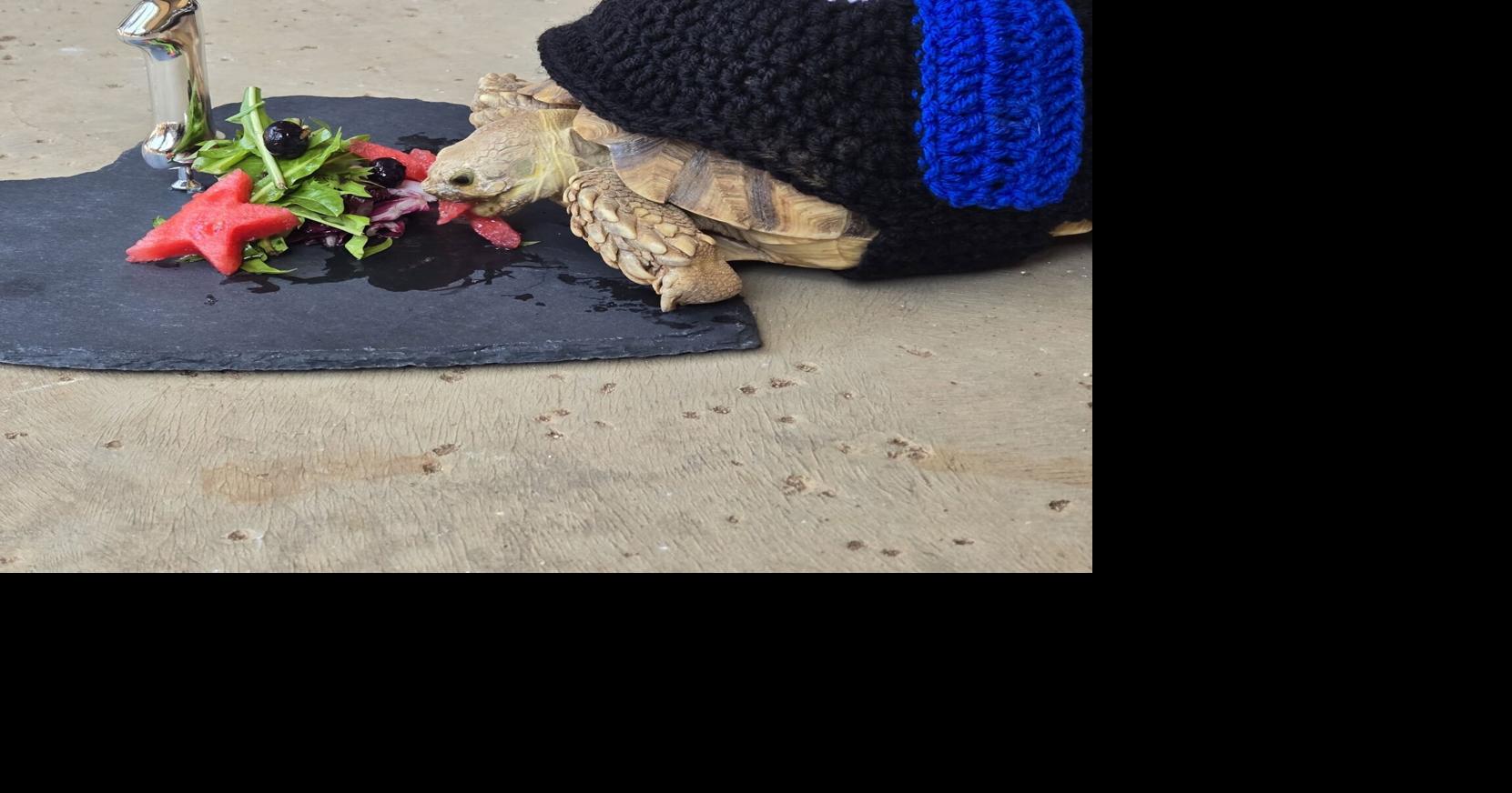 SVPD launches traffic enforcement campaign in school zones | Sierra ...