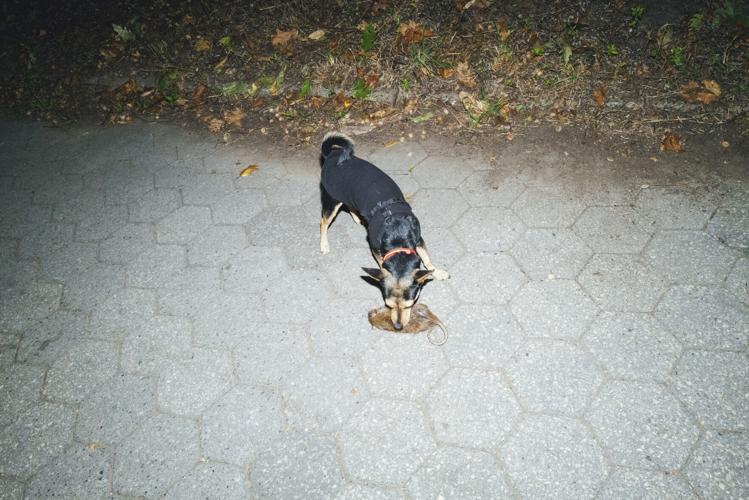 New York City’s Secret Weapon in the War on Rats: Katie the Dog ...