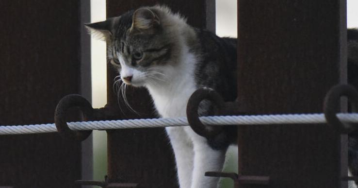 Biden's movable wall is criticized by environmentalists and those who ...