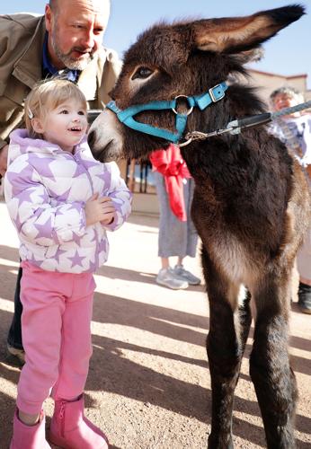 Donkeys hit the trail in Tombstone | Cochise County | myheraldreview.com