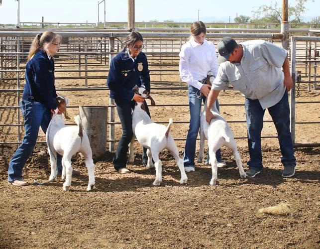 Cochise County Fair's carcass show competition all about what's under ...