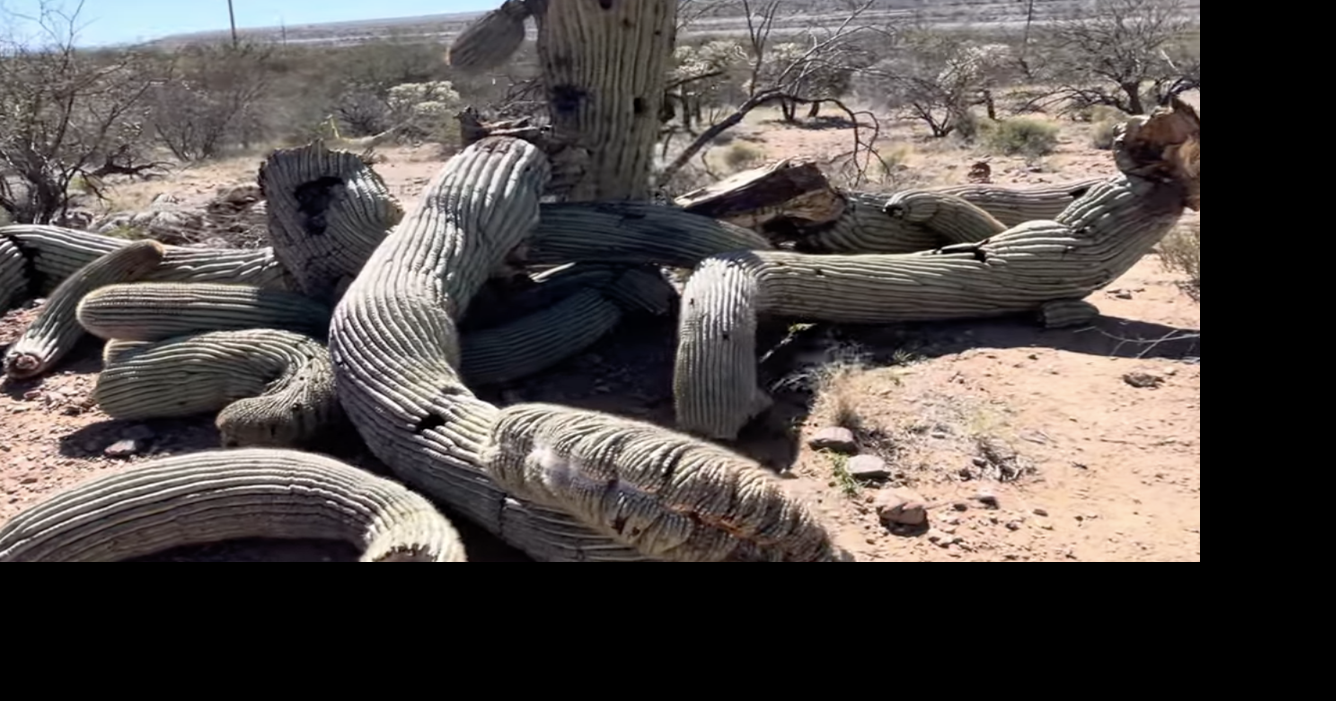 In My View: An old friend: GV's fallen saguaro brings back memories of ...