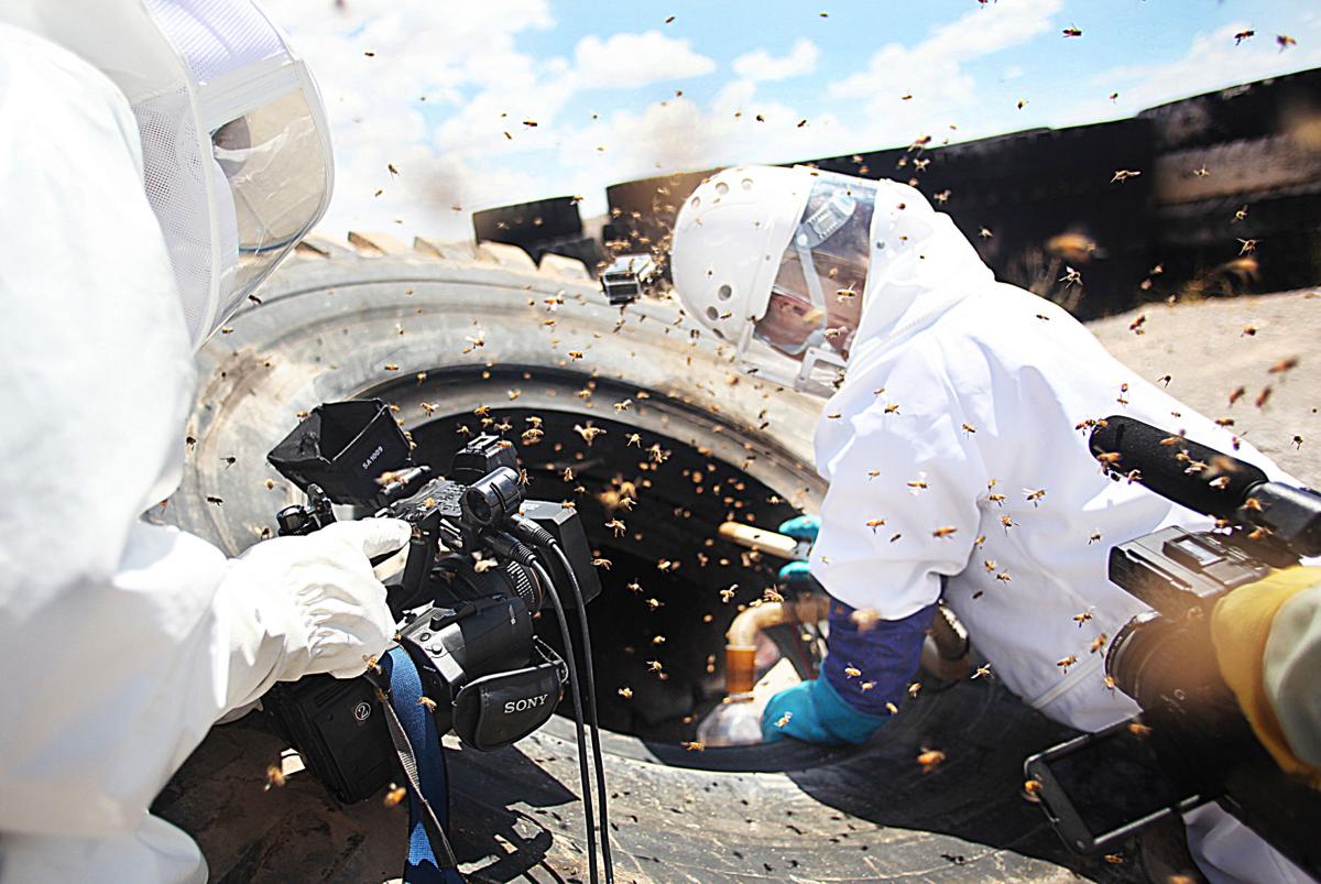 ‘Killer Bee Guy’ carries out massive hive removal outside Bisbee | SoCo ...