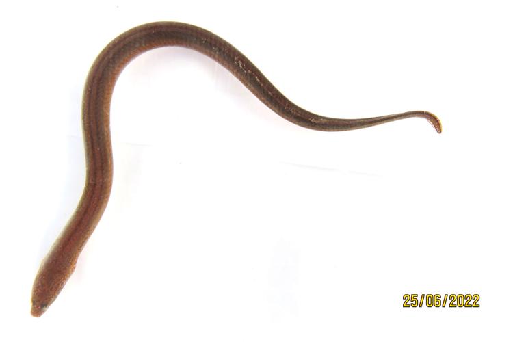 A Mouse That Swims and Dozens More Species Are Discovered in a Peruvian ...