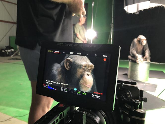 Can These Ex-Hollywood Chimps Find a Place Among the Apes? | Lifestyle ...