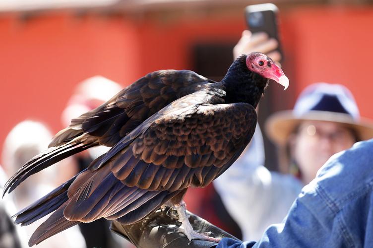They're baaaaaack! Return of the Turkey Vultures hits Bisbee | Bisbee ...