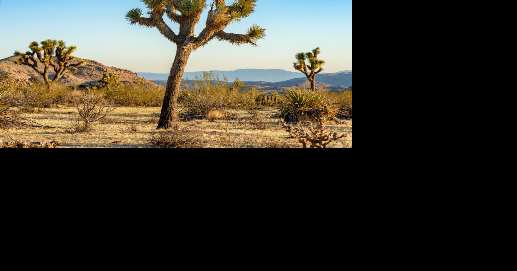 Requiem for the Joshua tree | Opinion | myheraldreview.com