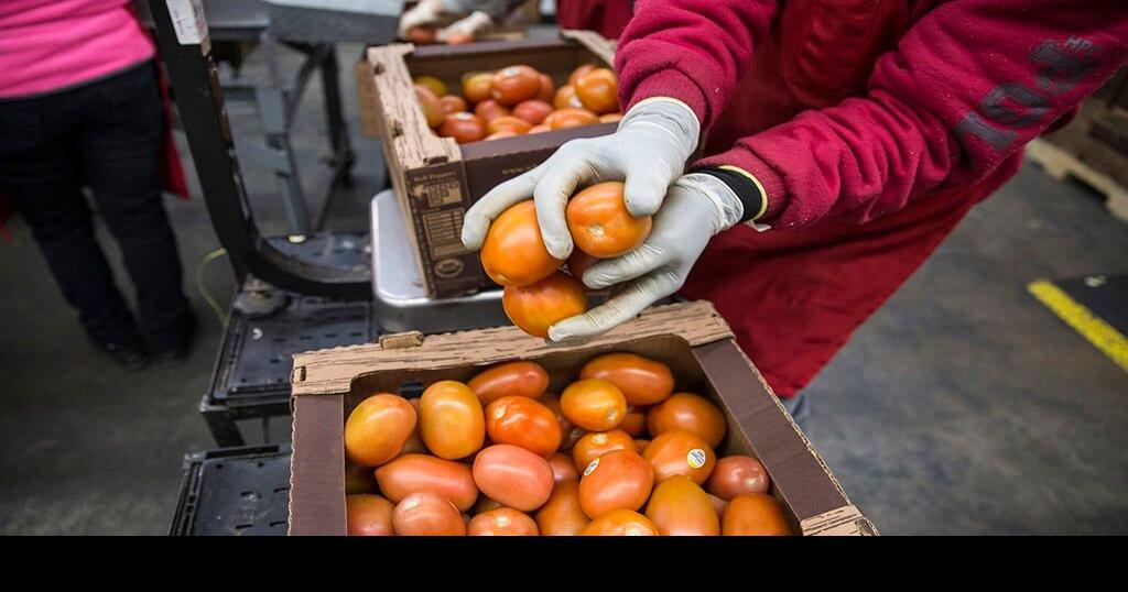 Tomato fight: Arizona firms say tariff on Mexican tomatoes will hurt ...