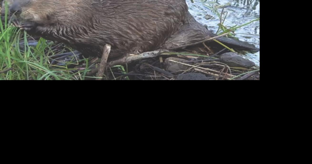 Beavers and Watershed Management: Volunteers Work Tirelessly to Catalog ...