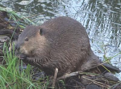 Beavers and Watershed Management: Volunteers Work Tirelessly to Catalog ...