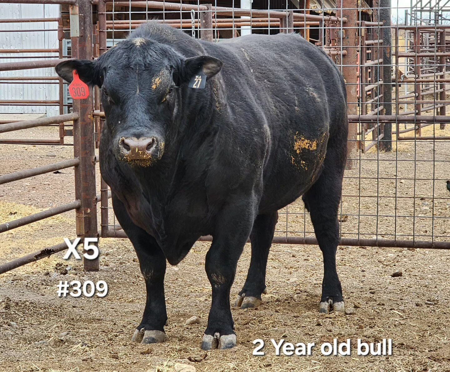 Toddler Noelle Thompson joins American Angus Association | Willcox ...