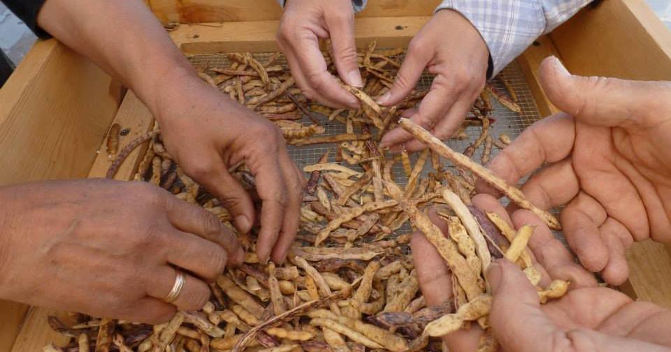 Harvest and Eat Mesquite | Community | myheraldreview.com