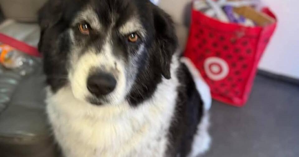 CCSO investigates Benson dog deaths, injuries, and disappearances ...