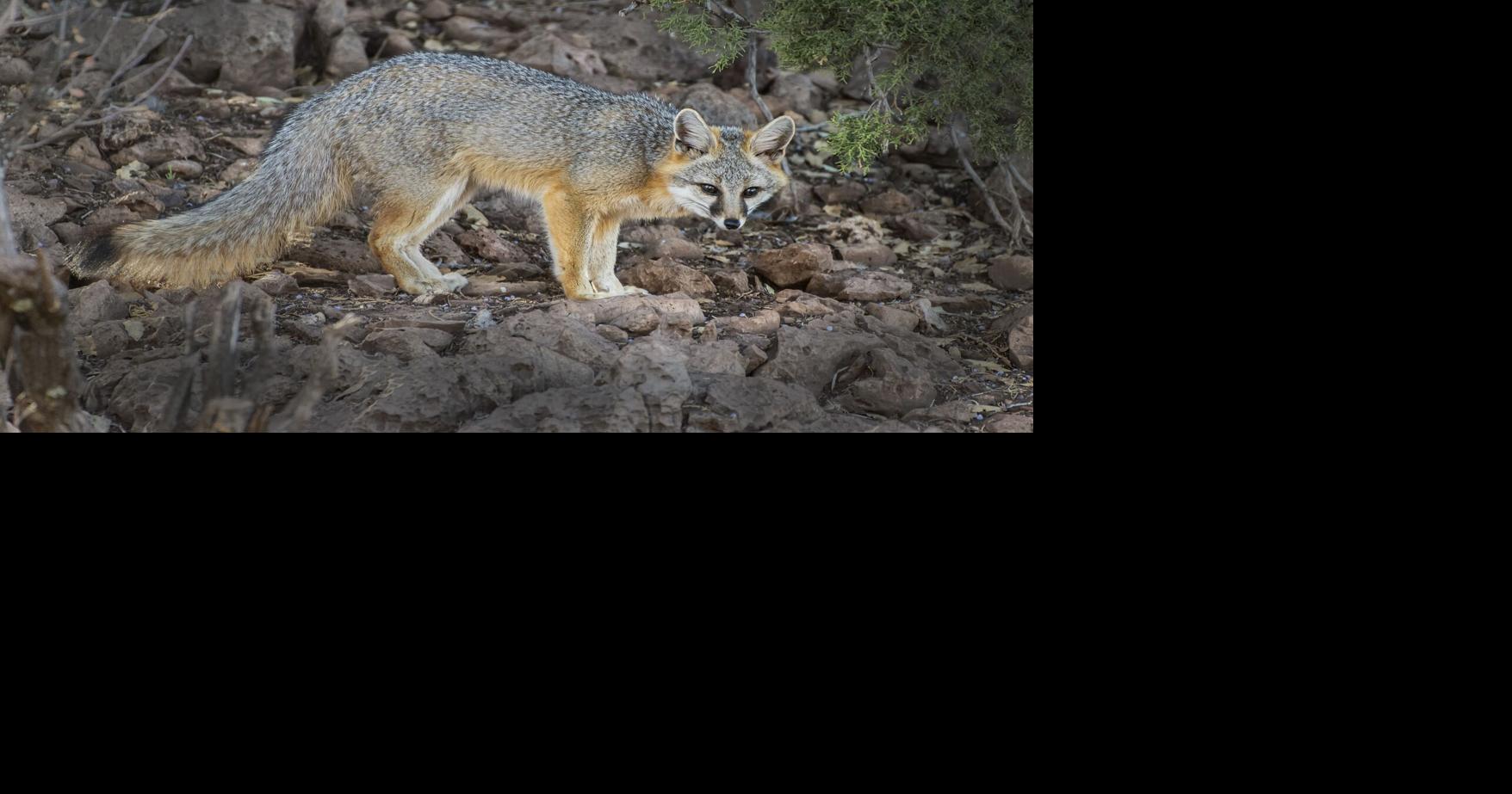 Getting to know the Gray Foxes of Southern Arizona | Cochise County ...