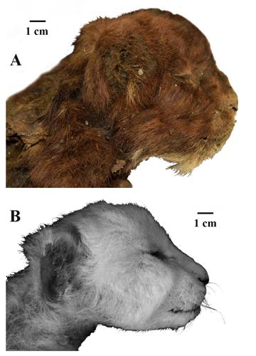 A Mummified Saber-Toothed Kitten Emerges in Siberia | | myheraldreview.com