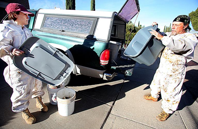 Will dry winter bring bee-apocalypse? | Local News Stories ...