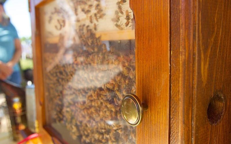 Gardening helps protect threatened bees in Arizona | State ...