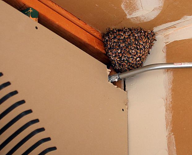 Will dry winter bring bee-apocalypse? | Local News Stories ...