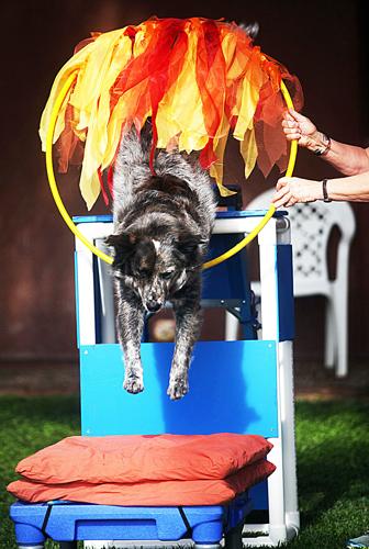 Local trick dogs win national competition | Community | myheraldreview.com