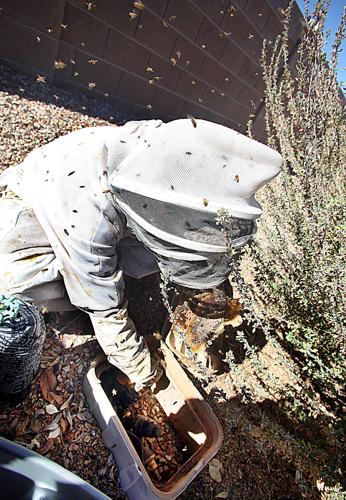 Will dry winter bring bee-apocalypse? | Local News Stories ...