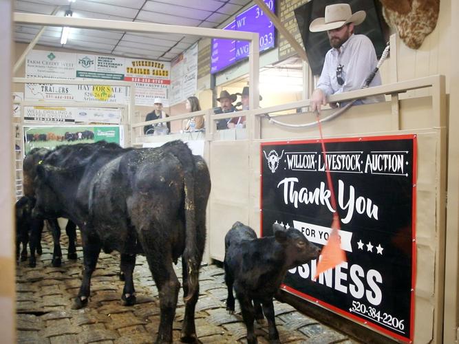 Hereford bull is Grand Champion at annual All-Breed Bull Sale | Willcox ...