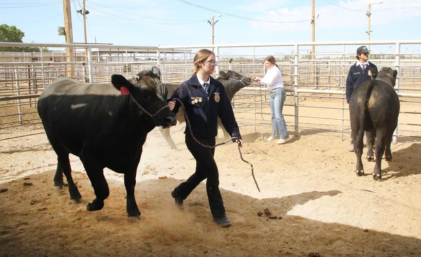 Cochise County Fair's carcass show competition all about what's under ...
