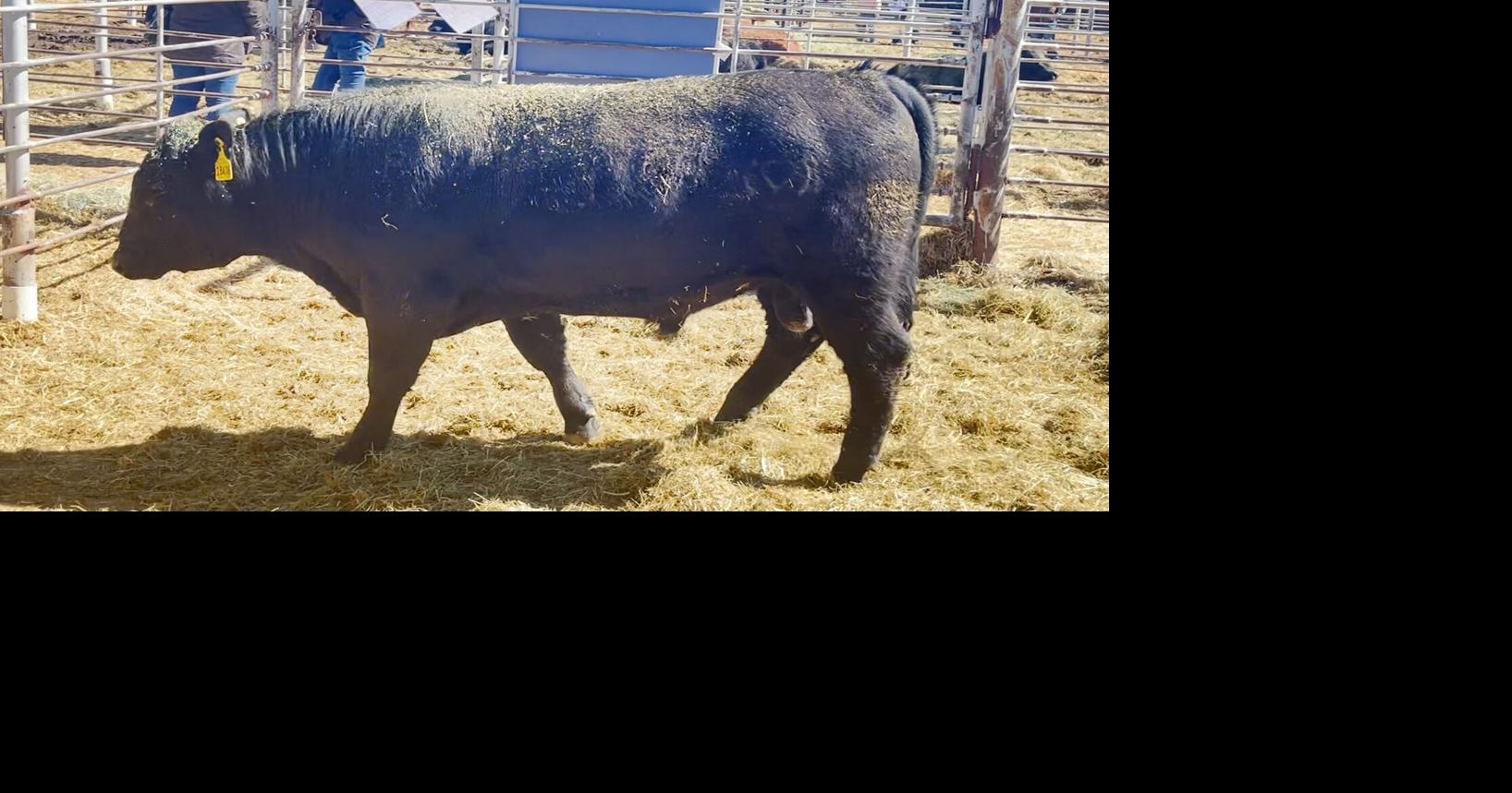 Hereford bull is Grand Champion at annual All-Breed Bull Sale | Willcox ...