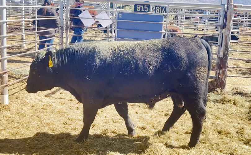 Hereford bull is Grand Champion at annual All-Breed Bull Sale | Willcox ...