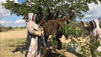Bisbee ‘Killer Bee Guy’ and team extracts 200 pounds of bees | Local ...