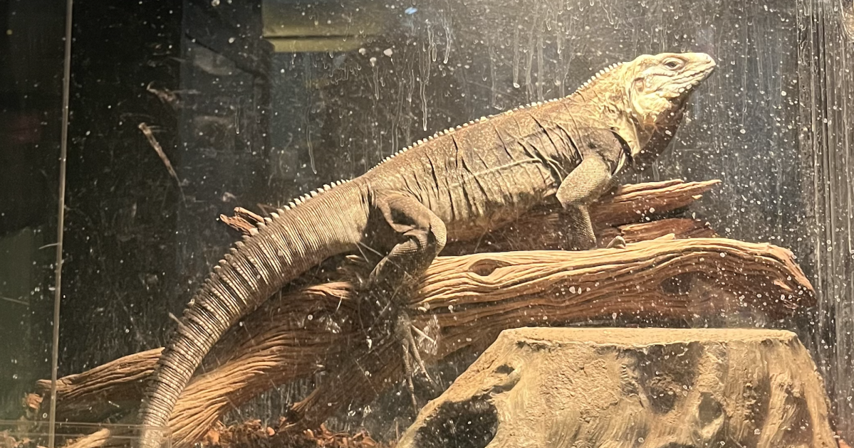 A special kind of house pet | Lifestyle | myheraldreview.com