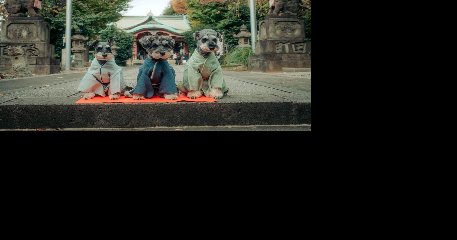 Dogs in Kimonos: Japan Reinvents a Children’s Holiday for Pets ...