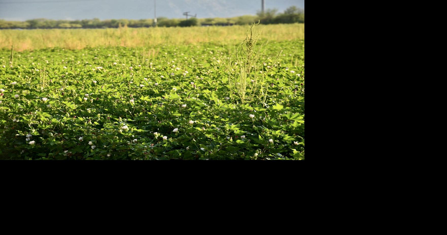 Not everyone is celebrating the big ‘ag-to-urban’ program to fuel ...