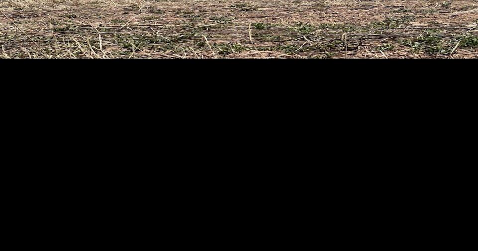 BLM finalizes decision to renew SPRNCA grazing permits despite protests ...