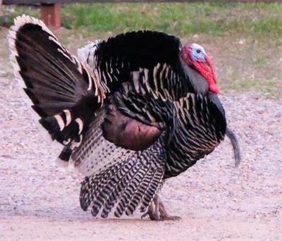 This Thanksgiving, celebrate 40 years of Gould's turkeys in the ...