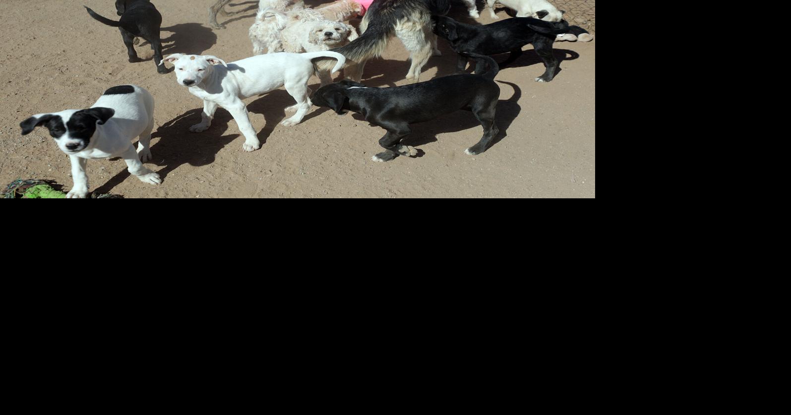 Let's Save Some Douglas Dogs founder need donations, volunteers ...