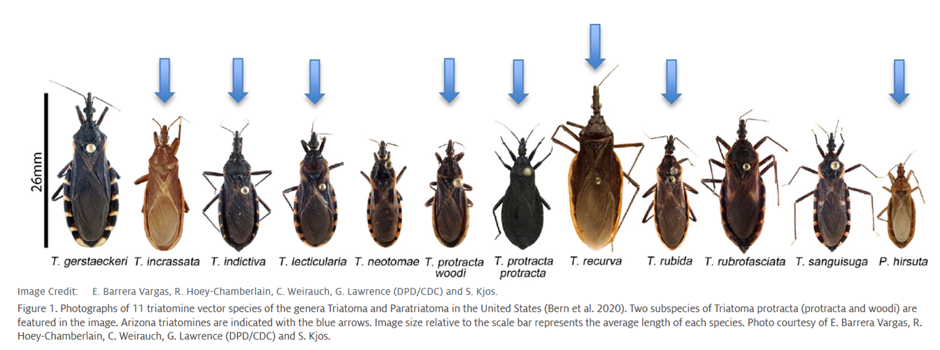 Kissing bug season has arrived | Cochise County | myheraldreview.com