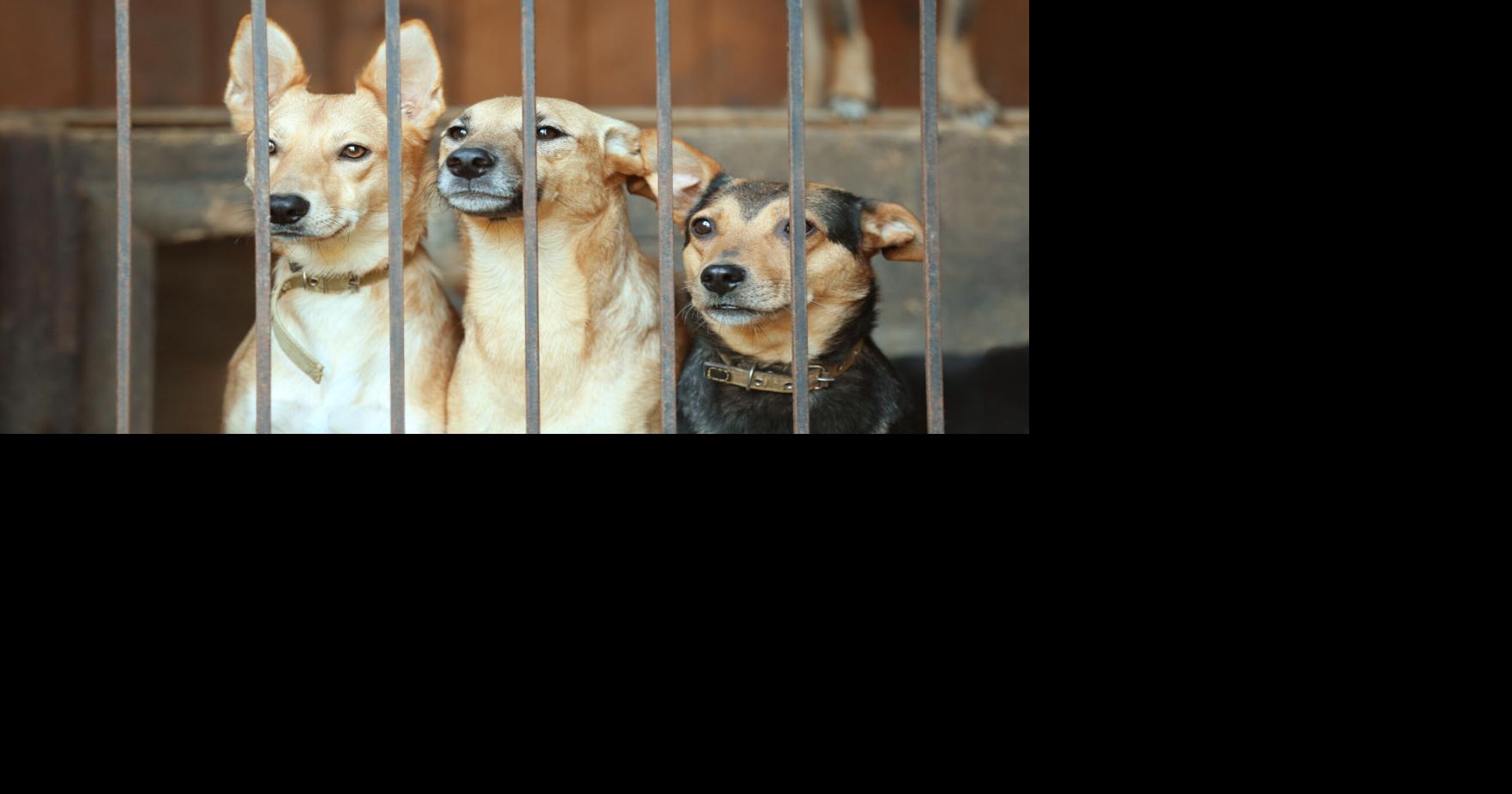 Douglas animal shelter may get animal control coordinator | Douglas ...