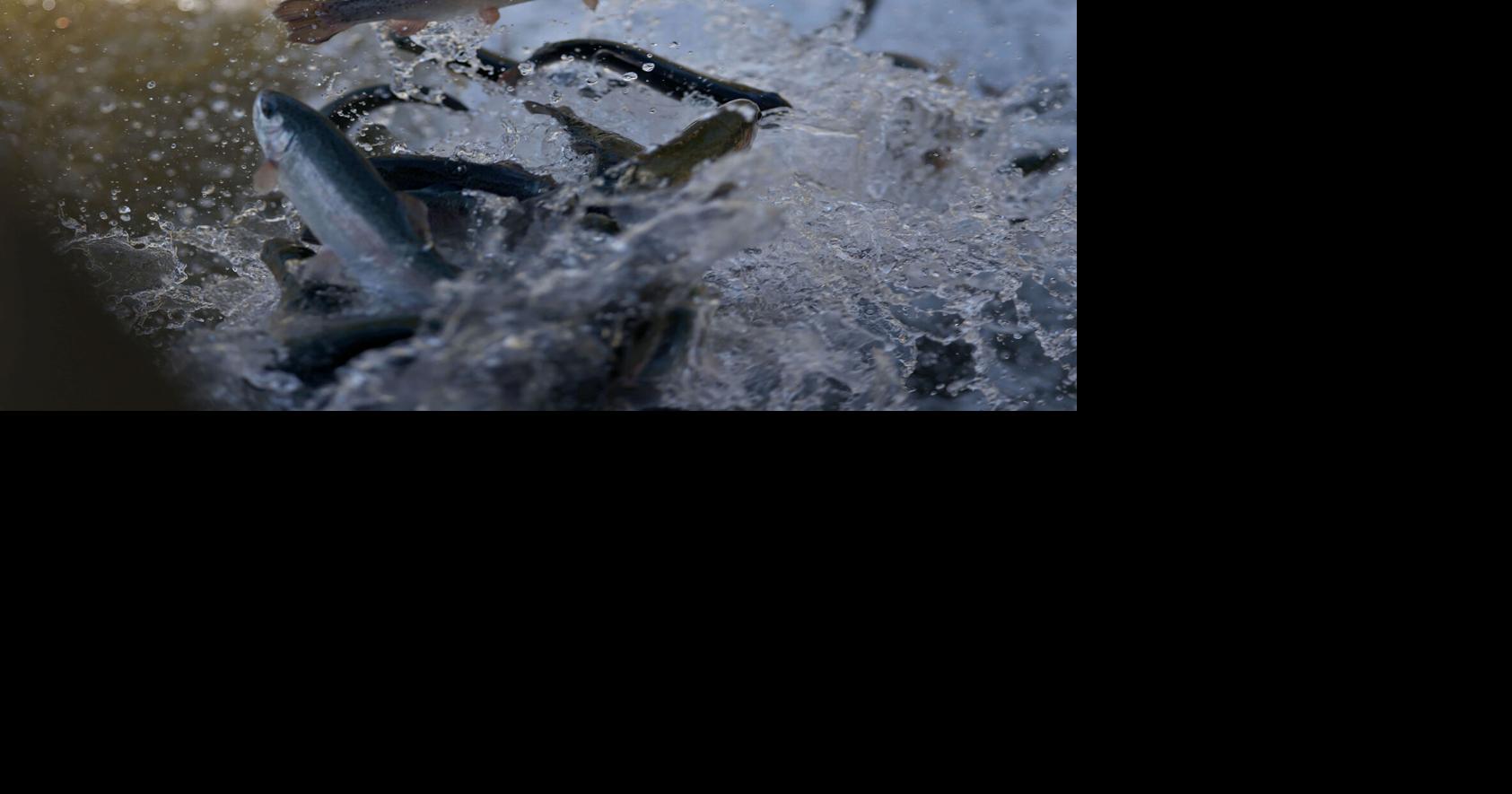 Arizona Game and Fish restocks lakes with fish grown in hatcheries ...