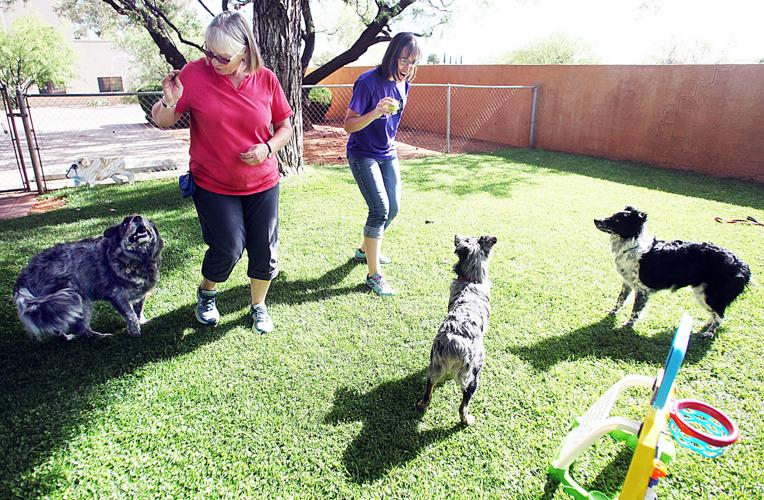 Local trick dogs win national competition | Community | myheraldreview.com