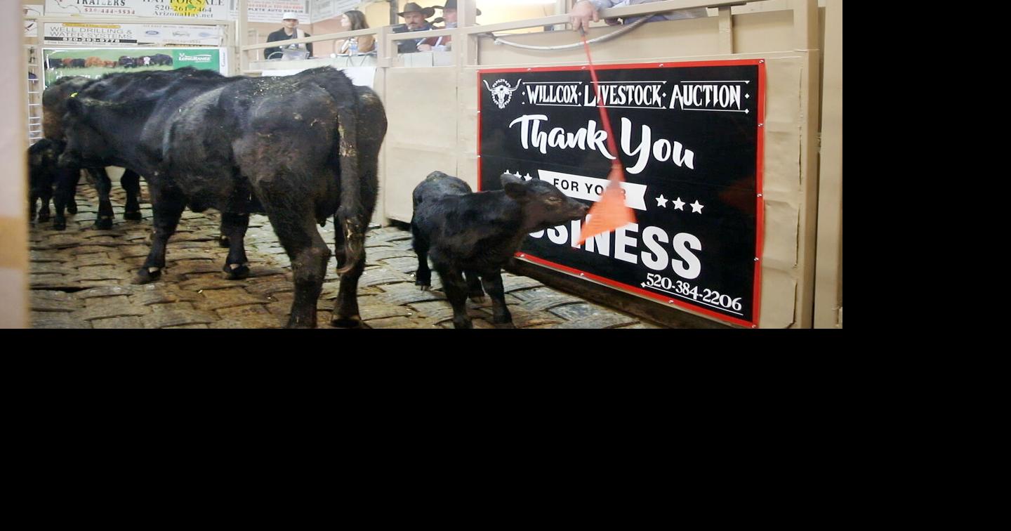 All-Breed Bull Sale in Willcox set for next week | Cochise County ...
