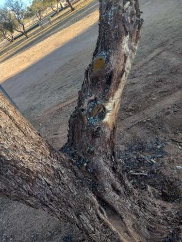Teen airlifted to Tucson after hitting tree in SV park | Sierra Vista ...