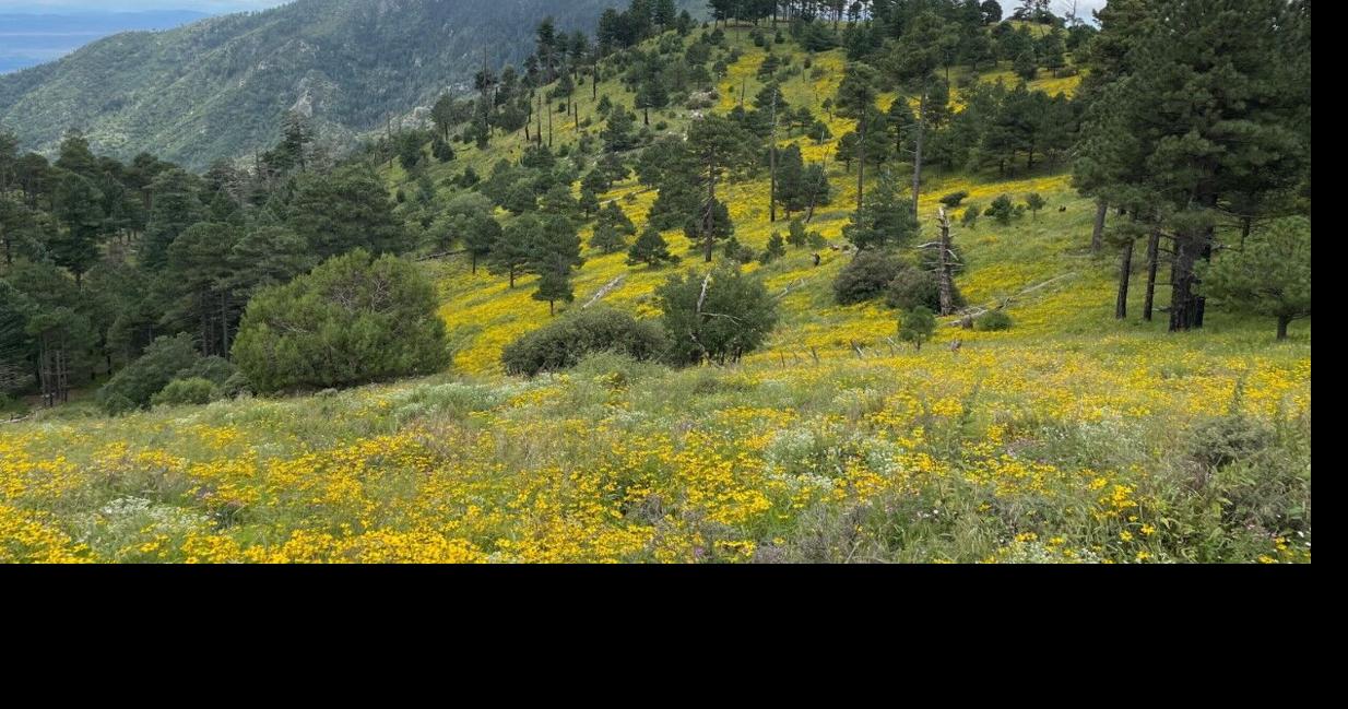 Arizona National Scenic Trail plan developed to protect and maintain ...