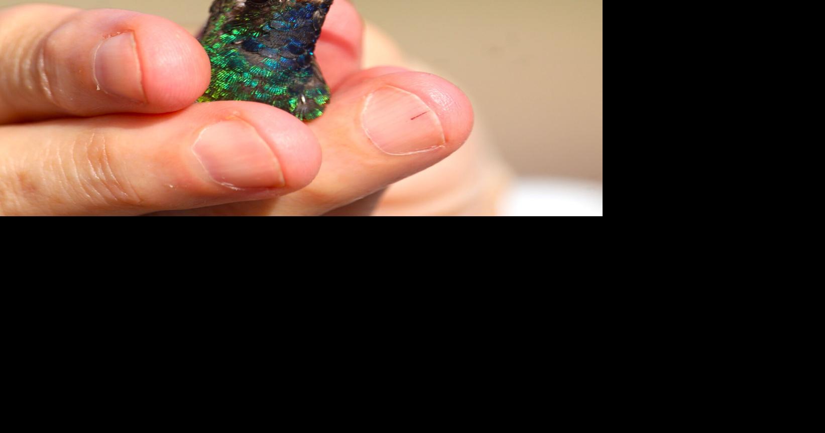 Old-school banding of hummingbirds can present intriguing tale ...