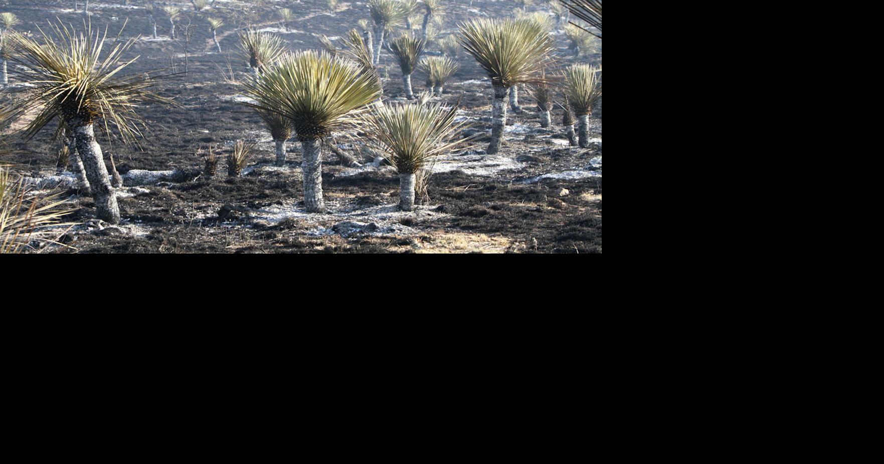 Willcox area fires still burning; some achieving containment | Willcox ...