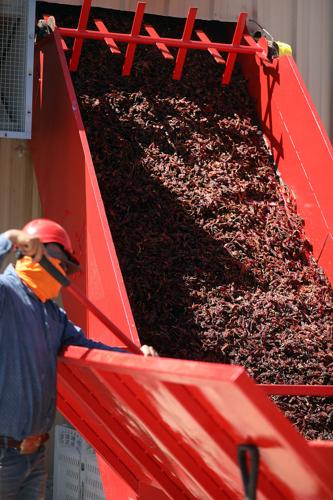 County farmer, innovater, builds chile empire in the desert | Cochise ...