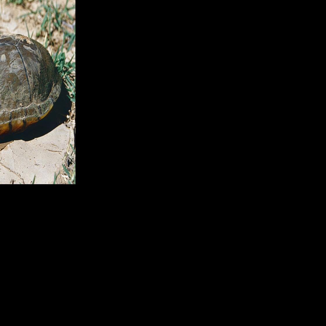 Pocket-sized Arizona turtle now protected | Local News Stories ...