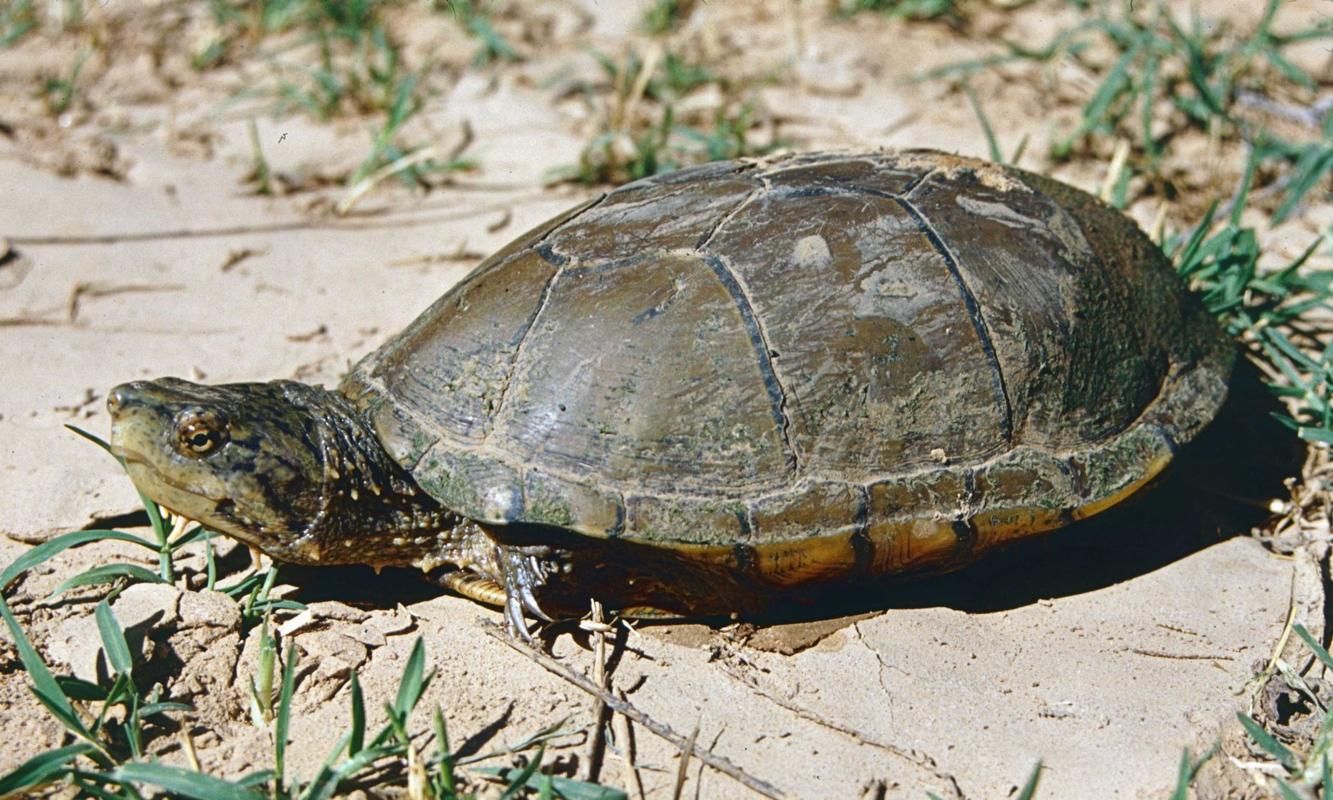 Pocket-sized Arizona turtle now protected | Local News Stories ...
