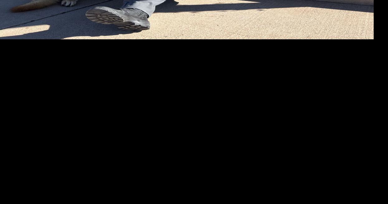 Douglas Animal Shelter achieves 'no kill' rating for January | Border ...