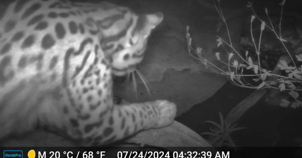 Ocelot spotted on new trail-cam video moving through Southern Arizona ...