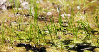 Environmentalists seek appeal of Fort Huachuca water credit decision ...